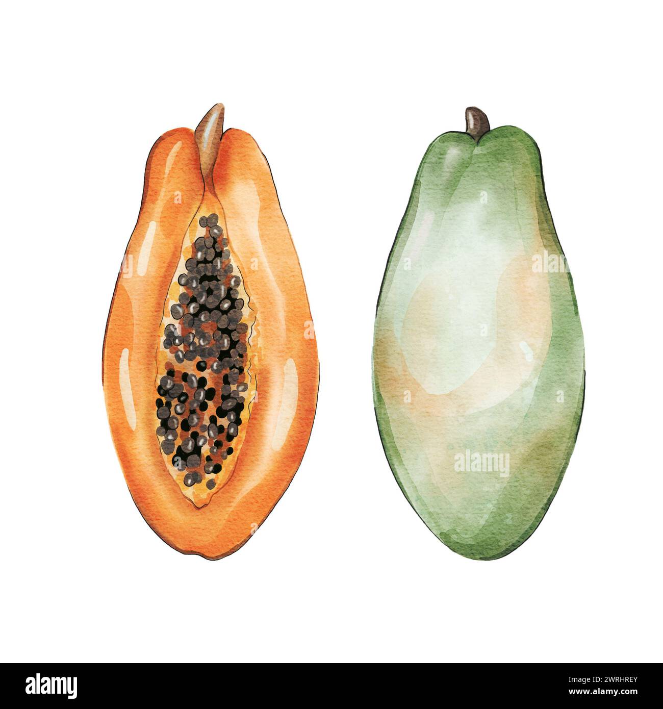 watercolor papaya hand drawn illustration Stock Photo - Alamy