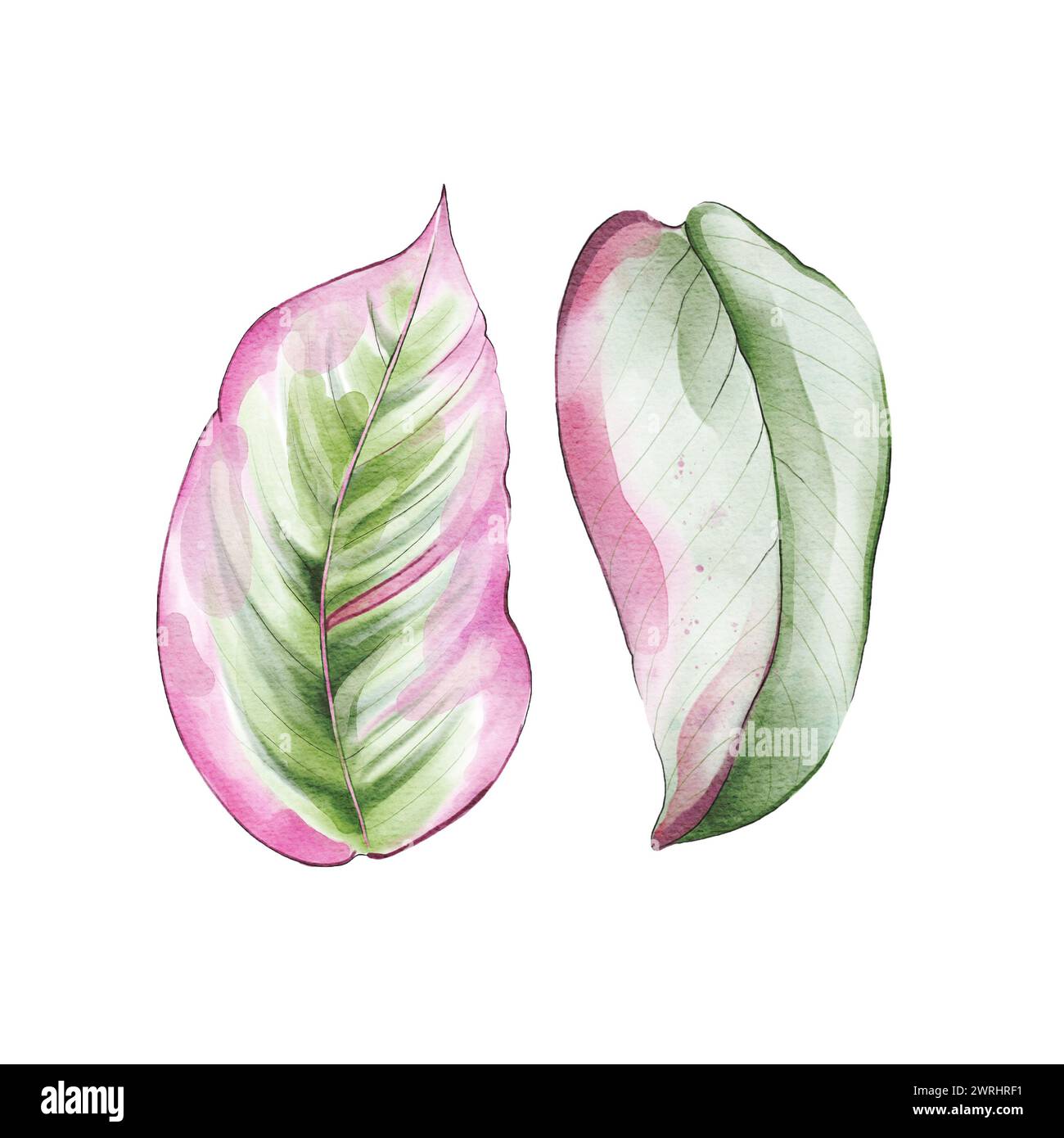 Watercolor tropical leaves. Hand drawn illustration Stock Photo - Alamy