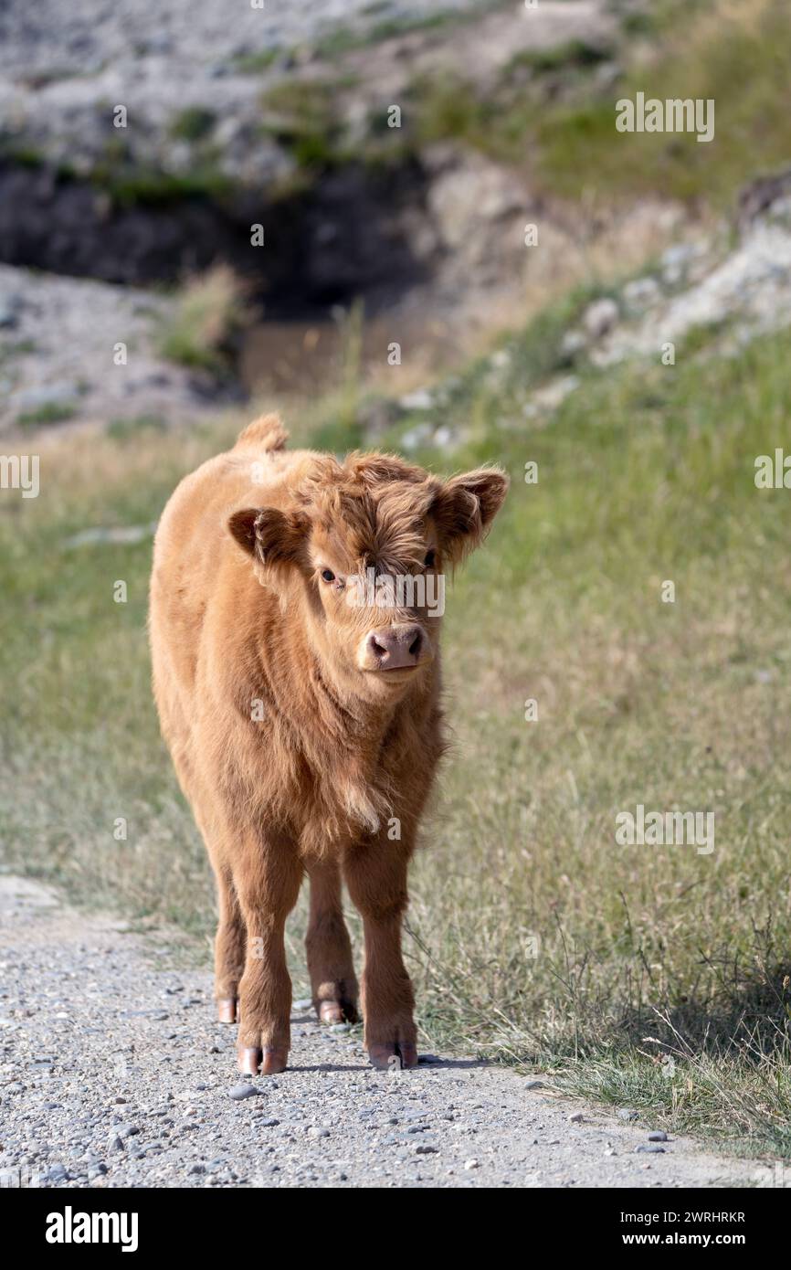 Cow and calf walking forward hi-res stock photography and images - Alamy
