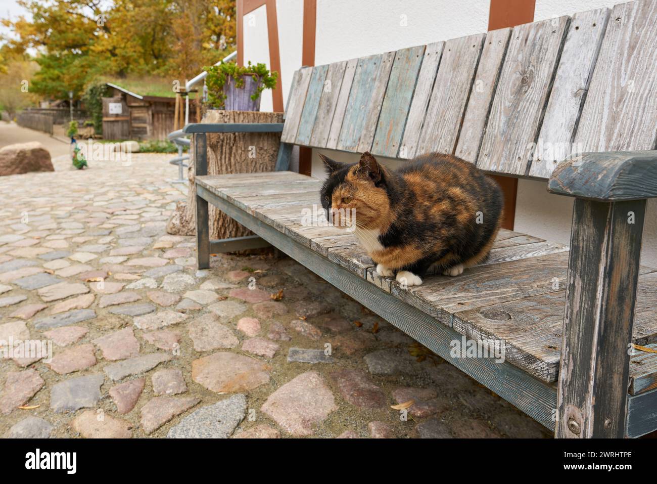 Mammal bench hi-res stock photography and images - Alamy