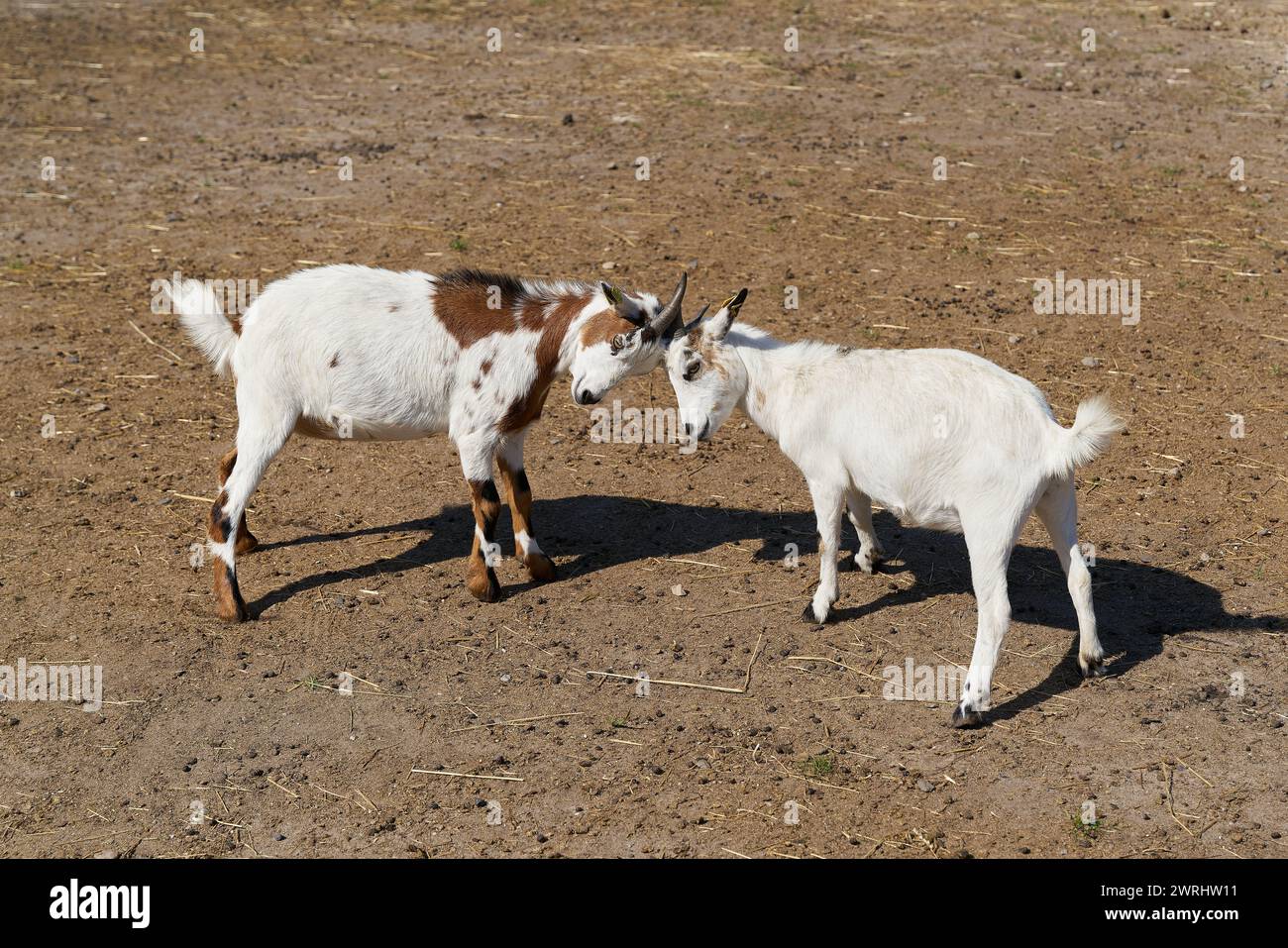 Two goats goat fight fighting hi-res stock photography and images - Alamy