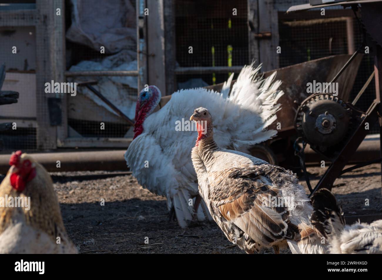 White turkey bird male and female in backyard of farm. A beautiful fat turkey bird. Turkey ...