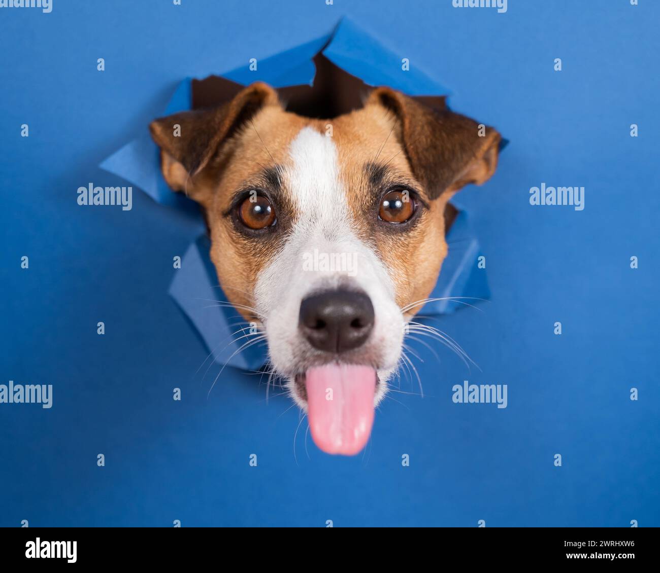 Funny dog jack russell terrier leans out of a hole in a paper blue ...