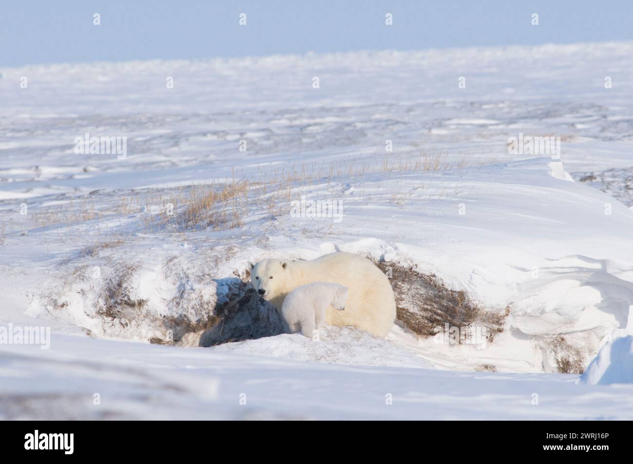 polar bears Ursus maritimus sow with spring cub feeds on "sugar snow ...
