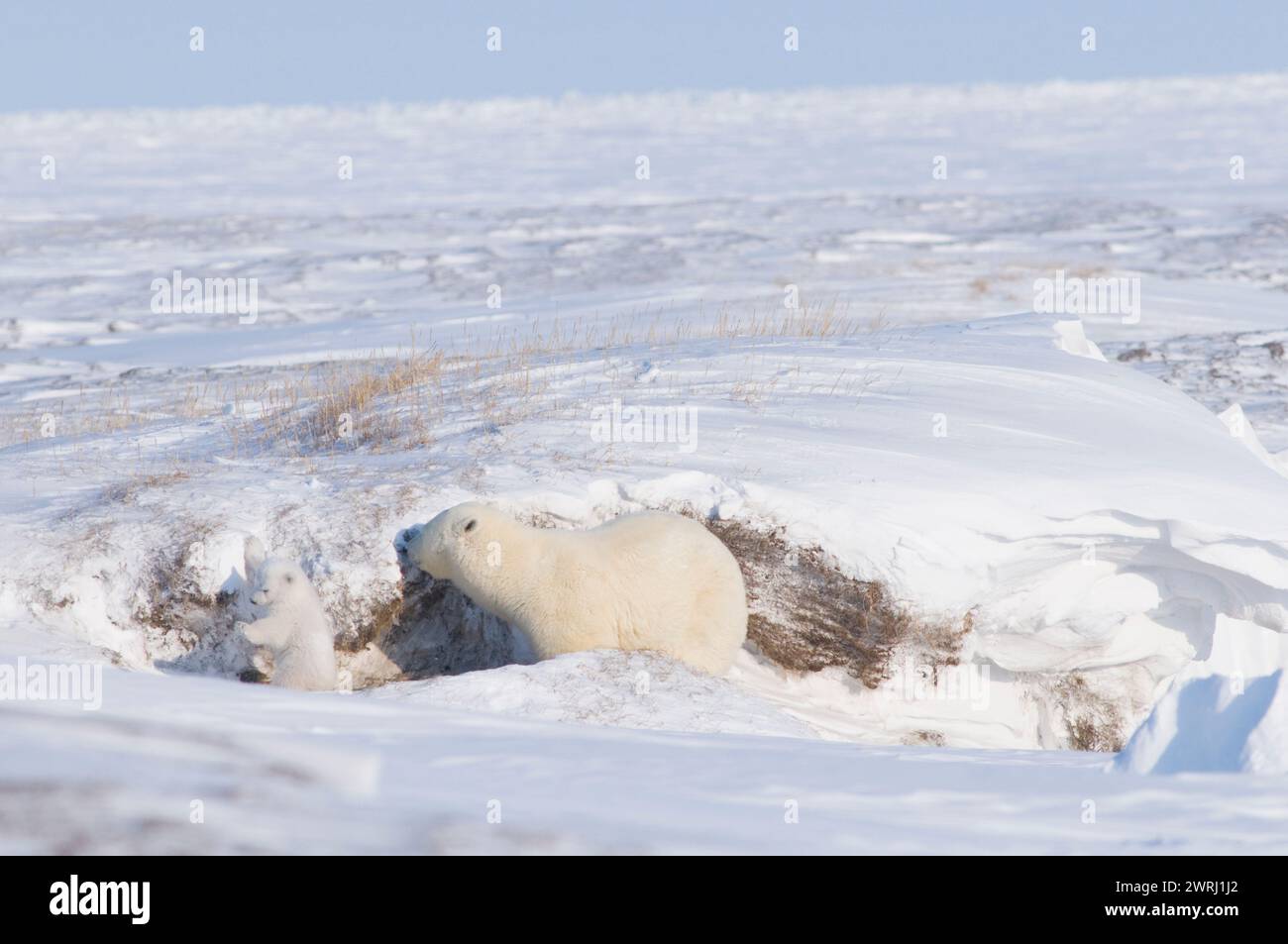 polar bears Ursus maritimus sow with spring cub feeds on "sugar snow ...