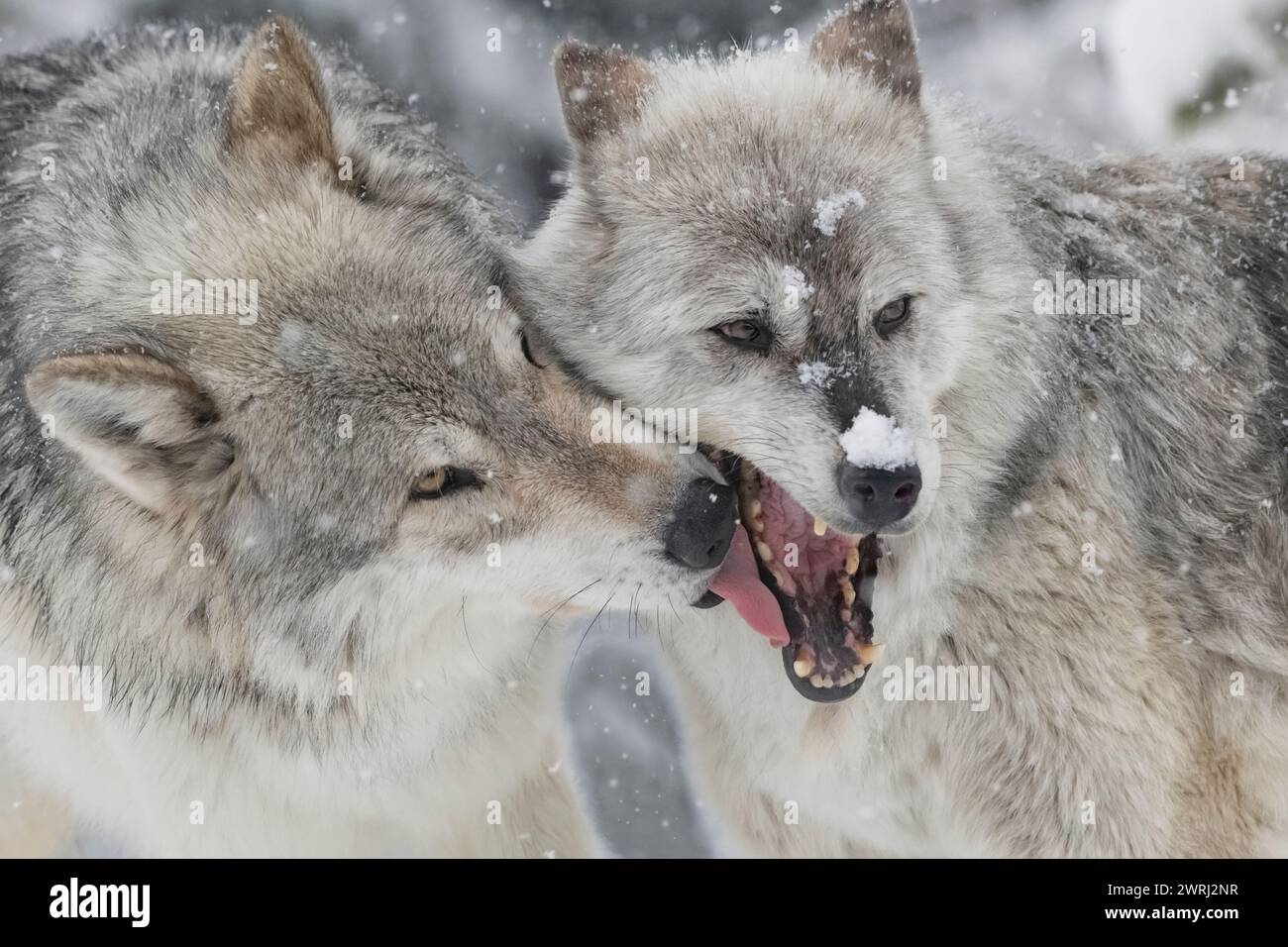 North America; United States; Montana; Wildlife; Predators; Canine ...