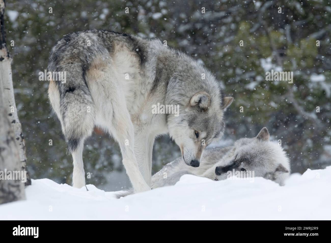 North America; United States; Montana; Wildlife; Predators; Canine ...