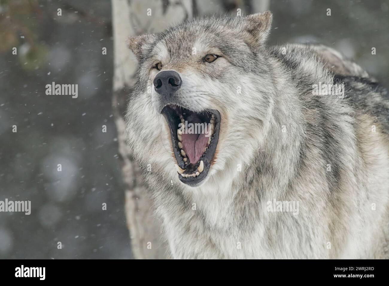 Howling wolf canis lupus hi-res stock photography and images - Alamy