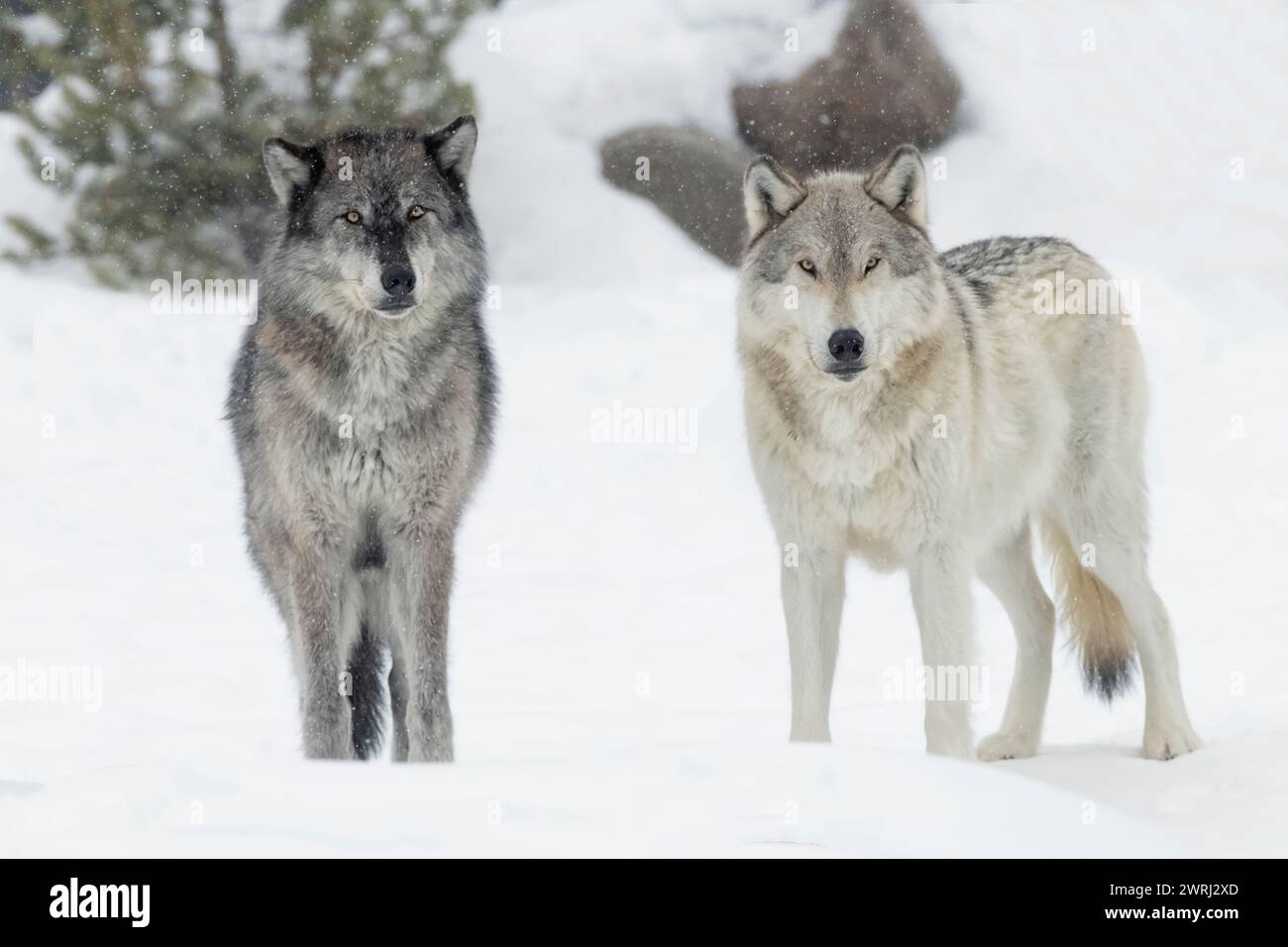 North America; United States; Montana; Wildlife; Predators; Canine ...