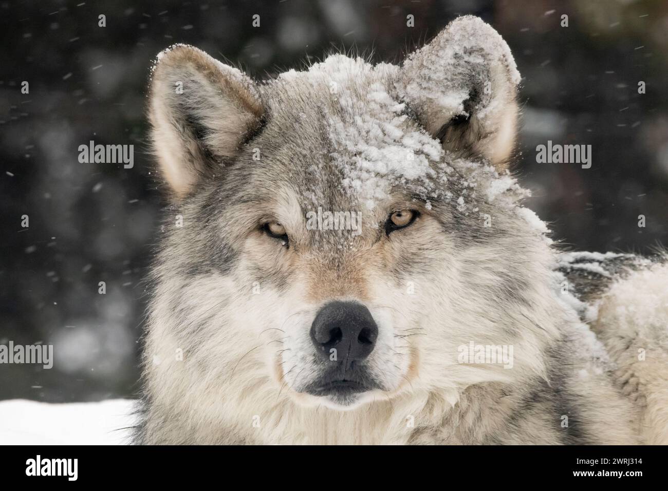 North America; United States; Montana; Wildlife; Predators; Canine ...