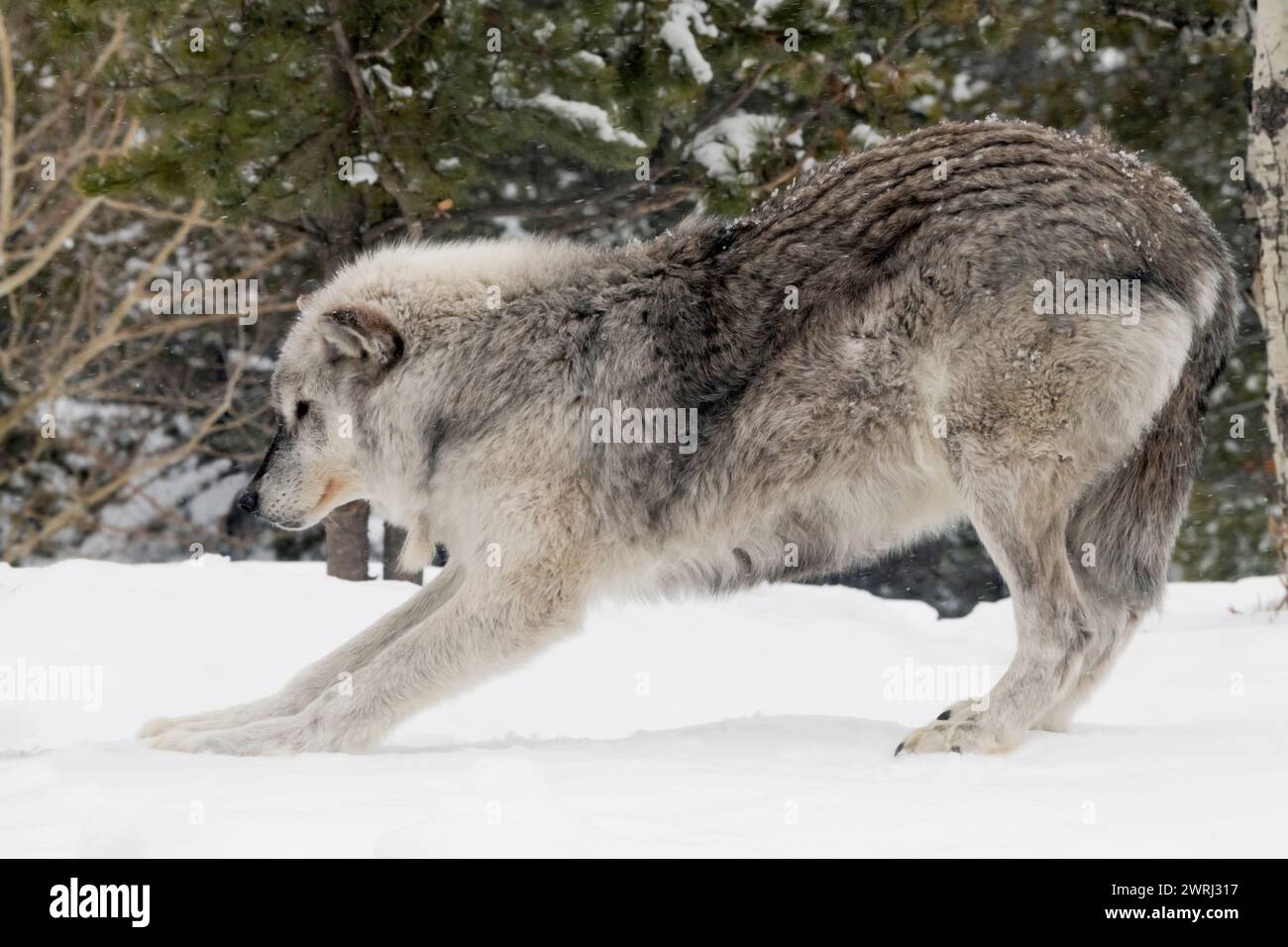 North America; United States; Montana; Wildlife; Predators; Canine ...
