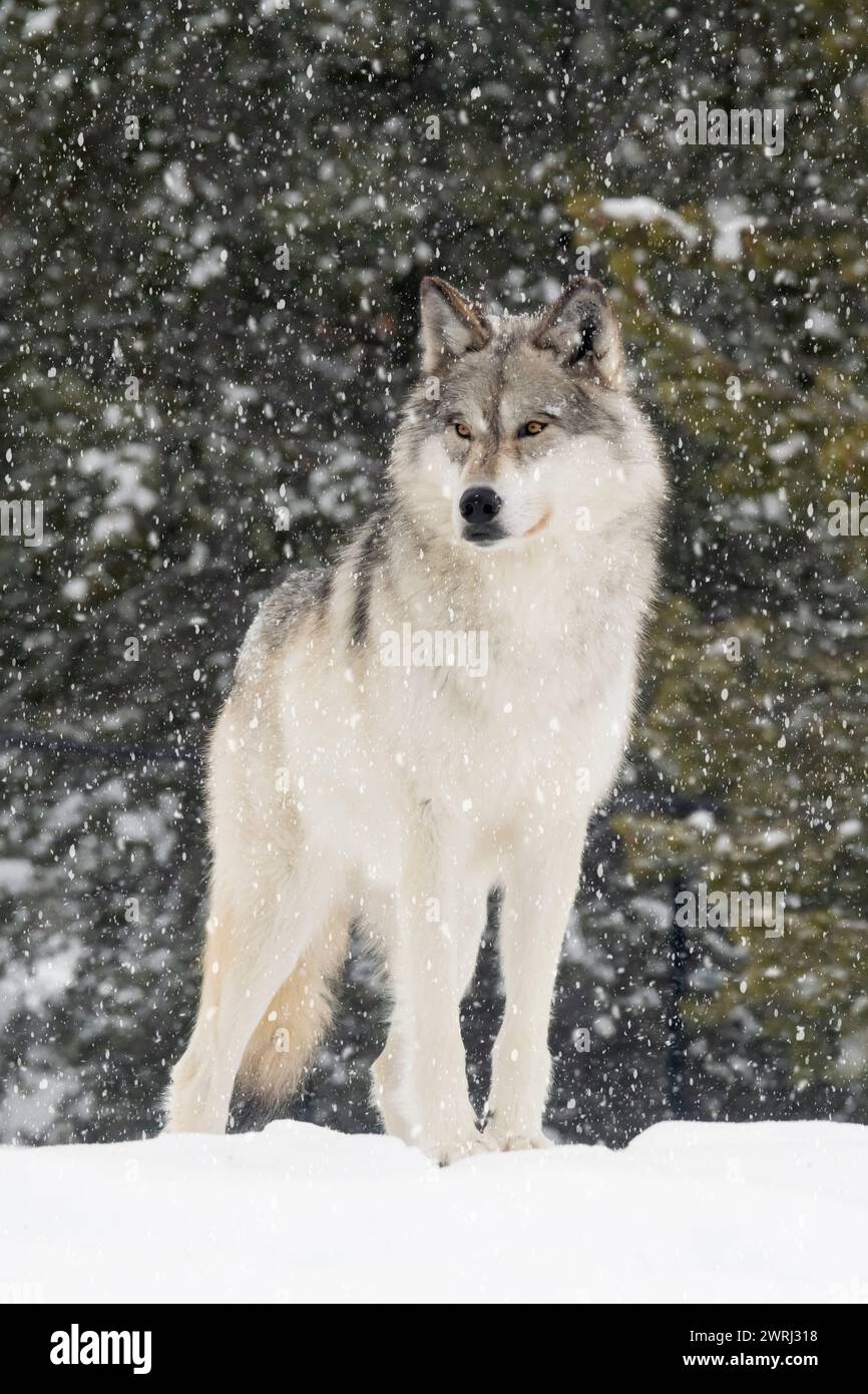 North America; United States; Montana; Wildlife; Predators; Canine ...