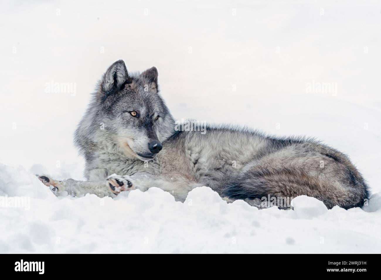 North America; United States; Montana; Wildlife; Predators; Canine ...