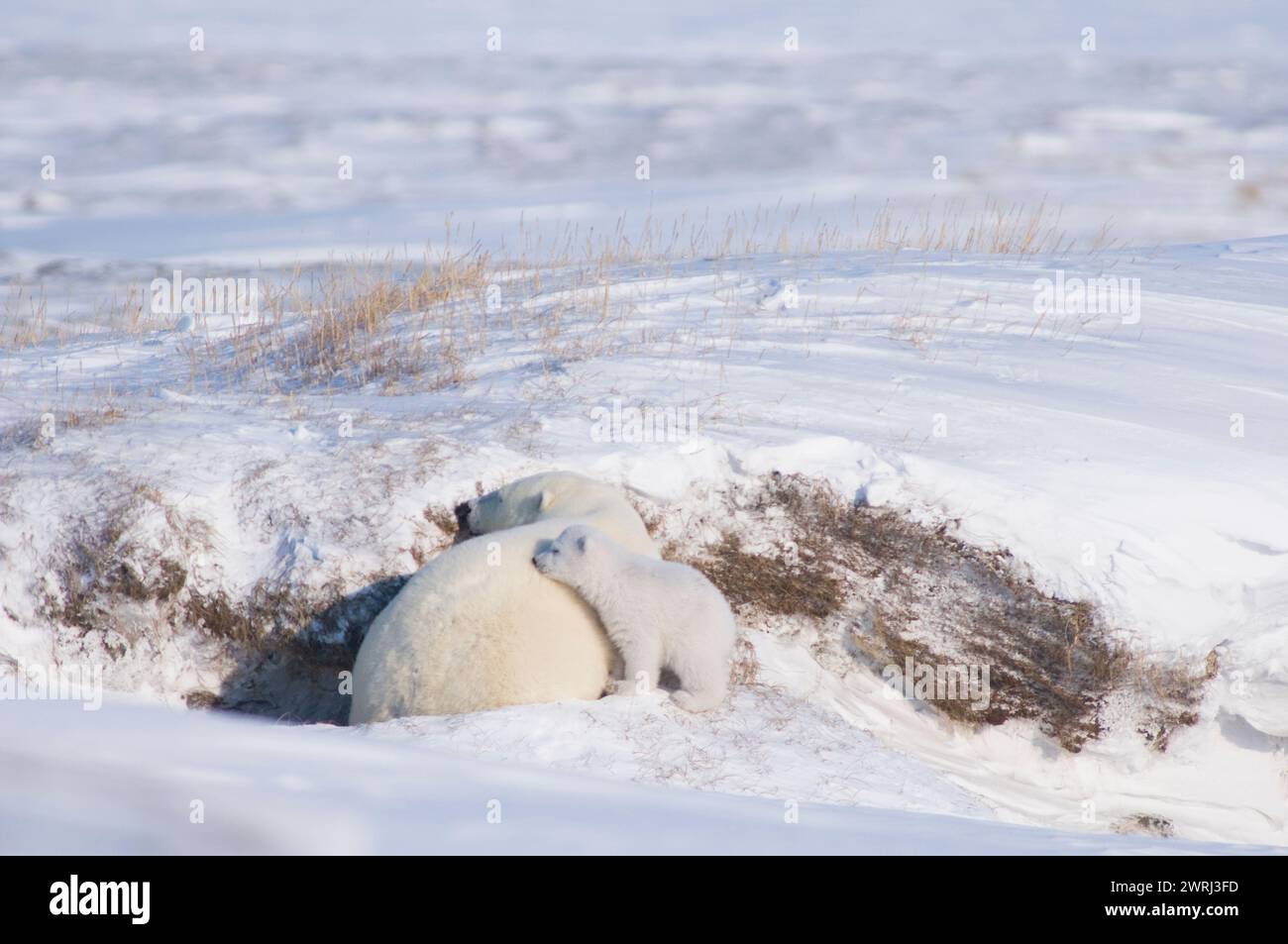 polar bears Ursus maritimus sow with spring cub feeds on "sugar snow ...