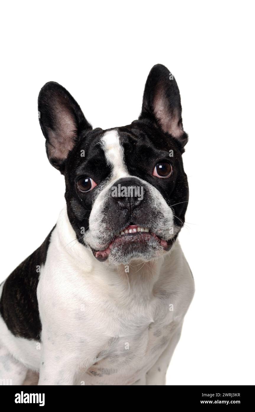Angry French bulldog dog isolated on a white background Stock Photo - Alamy