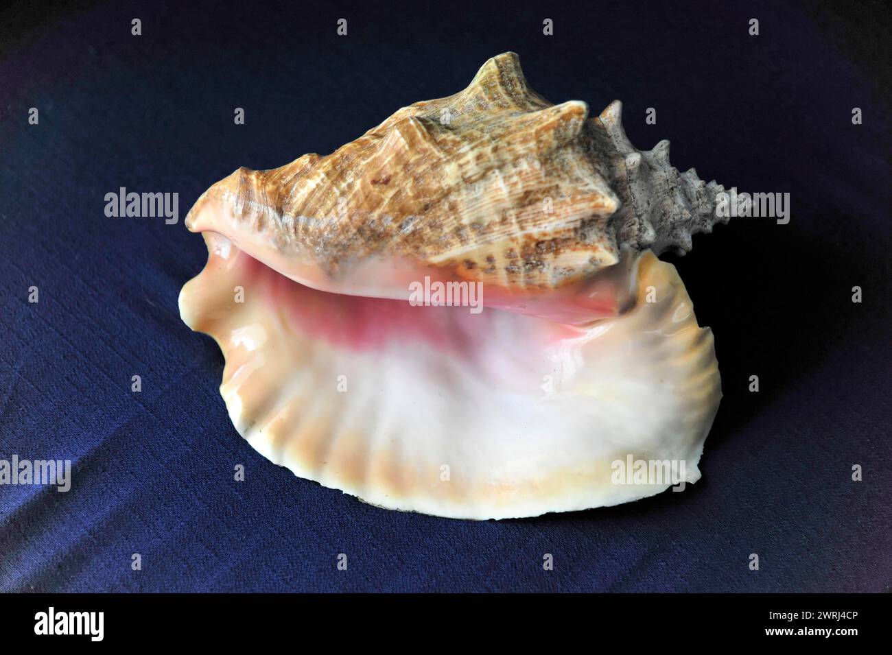 Shell, Conch shell, Detailed shell with interesting texture on dark ...