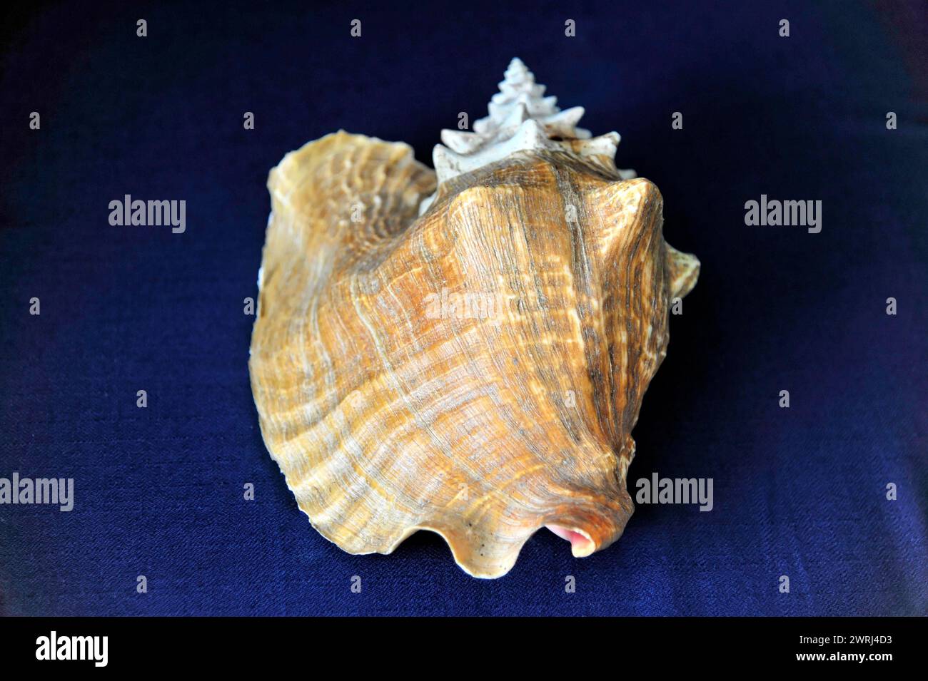 Shell, Conch shell, A brown shell with a coarse surface structure on a ...