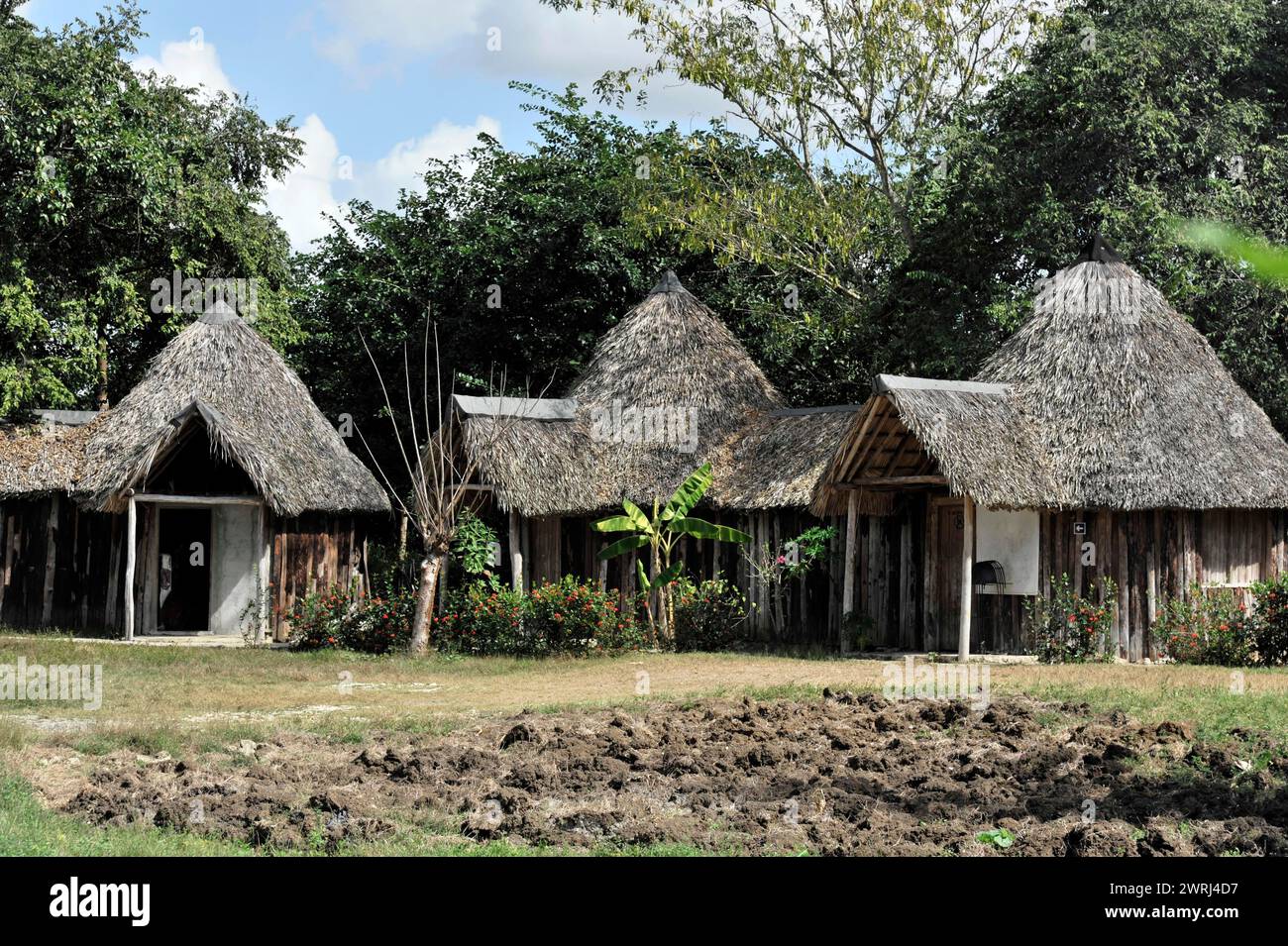 Traditional thatched huts surrounded by green vegetation, Trinidad ...