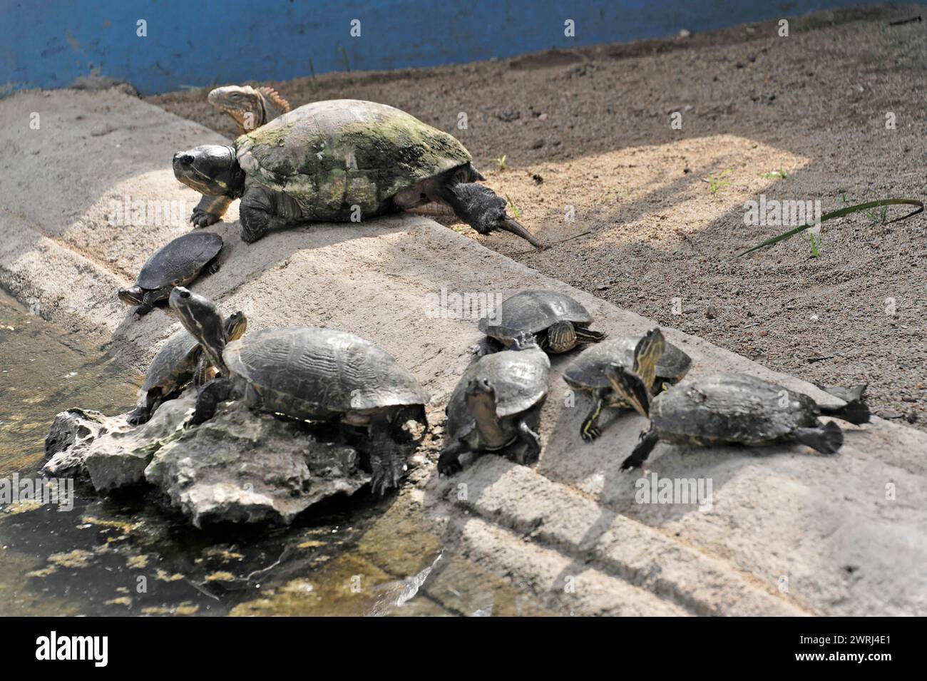 Several turtles resting on stones at the water's edge, Parque Natural ...