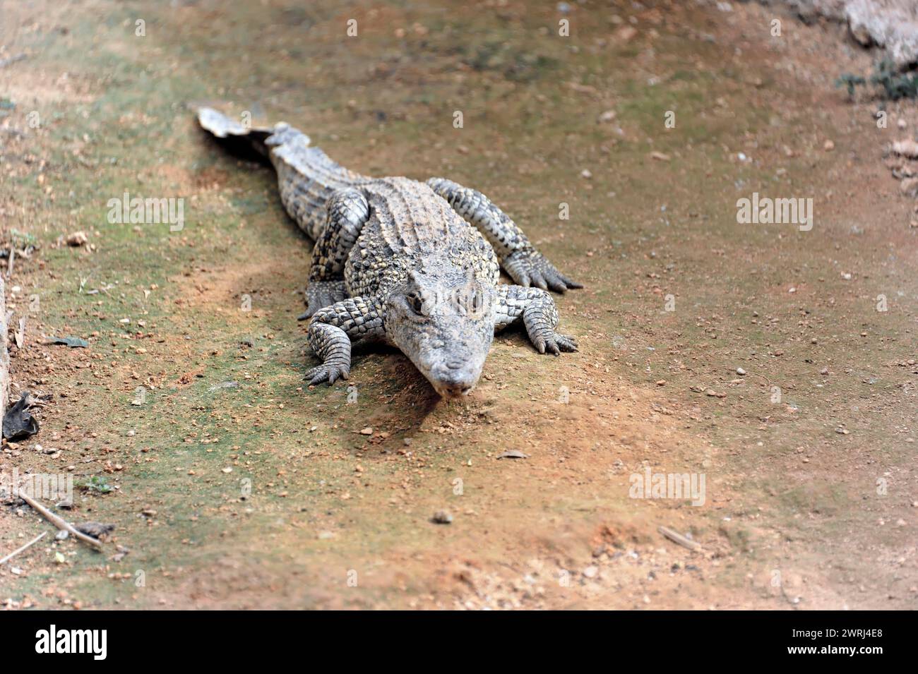 A crocodile lying relaxed on the dry ground, Cuban crocodile ...