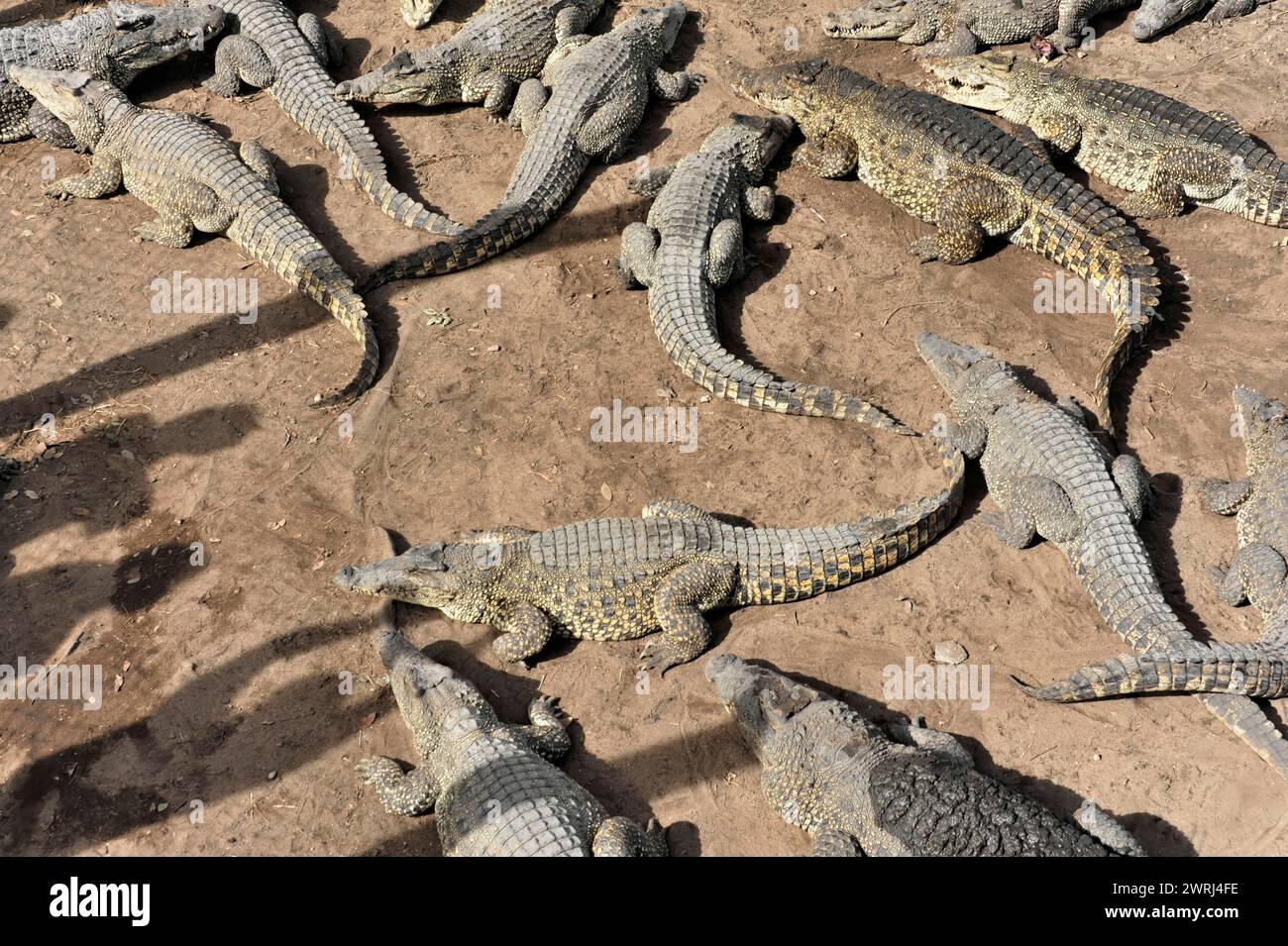 Crocodiles enjoying sunbathing together on the ground, Cuban crocodile ...
