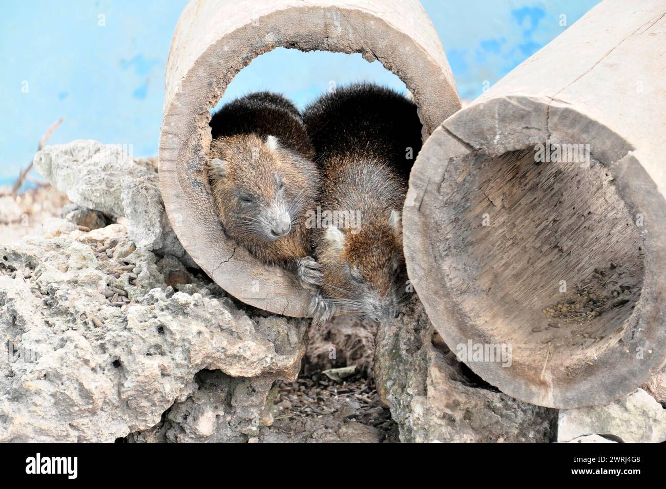 Mongoose caribbean hi-res stock photography and images - Alamy