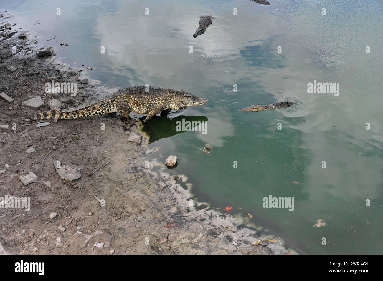 A crocodile glides along the shore into the water, Cuban crocodile ...