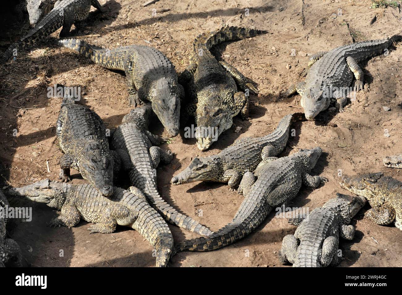 Several crocodiles sunbathing together on the ground, Cuban crocodile ...