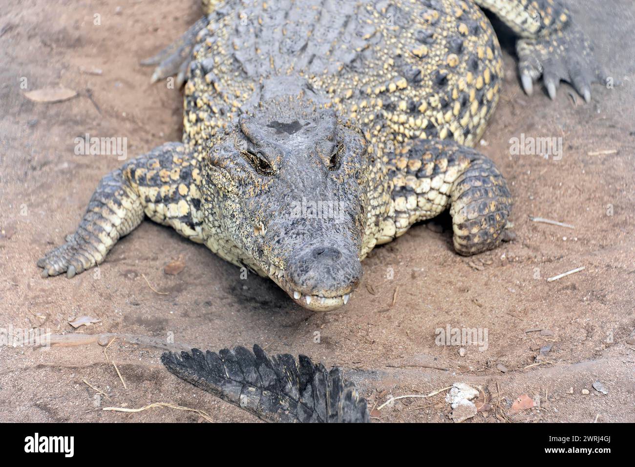 Cocodrilos a hi-res stock photography and images - Alamy