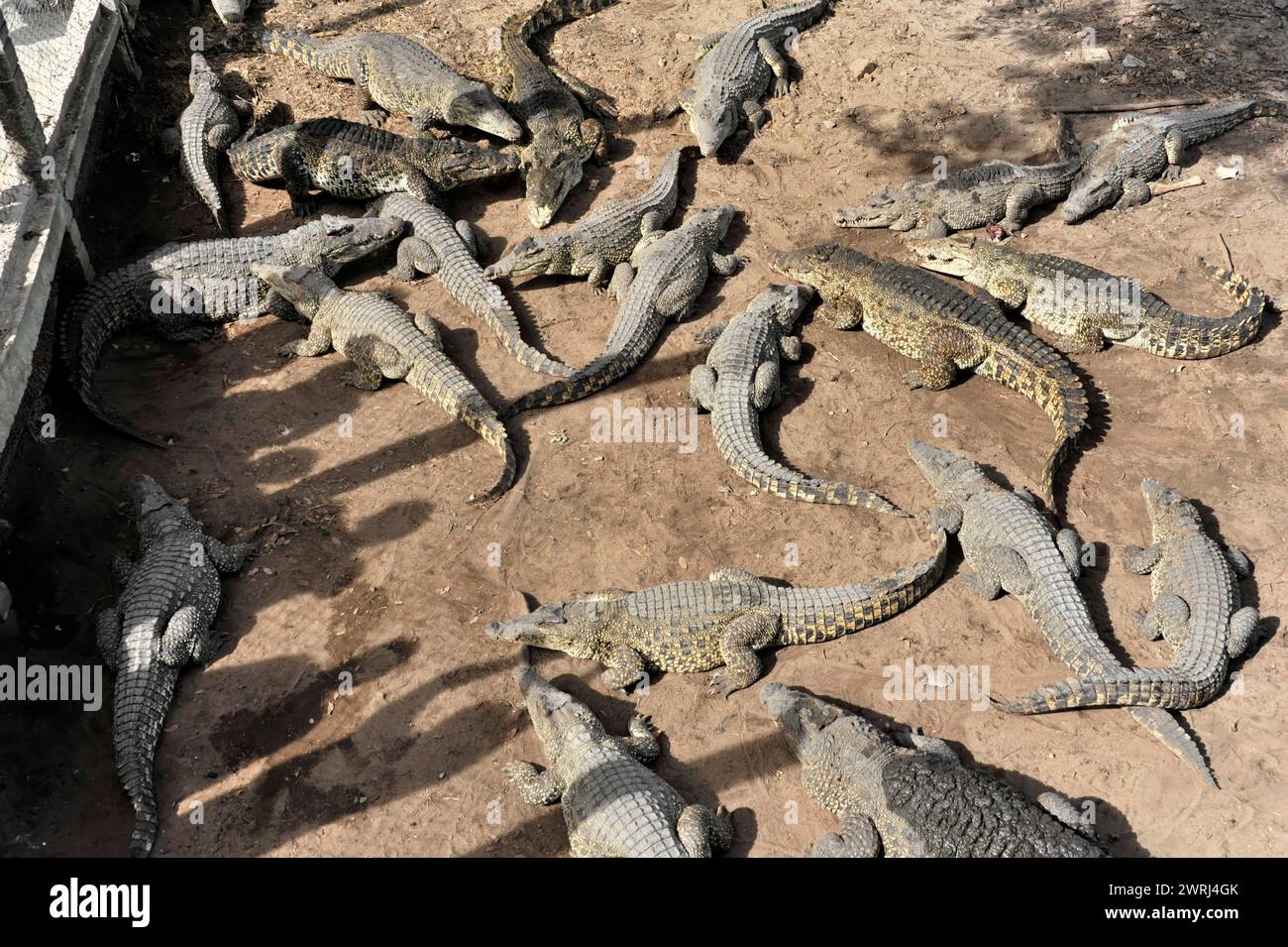 Crocodiles lying hi-res stock photography and images - Alamy