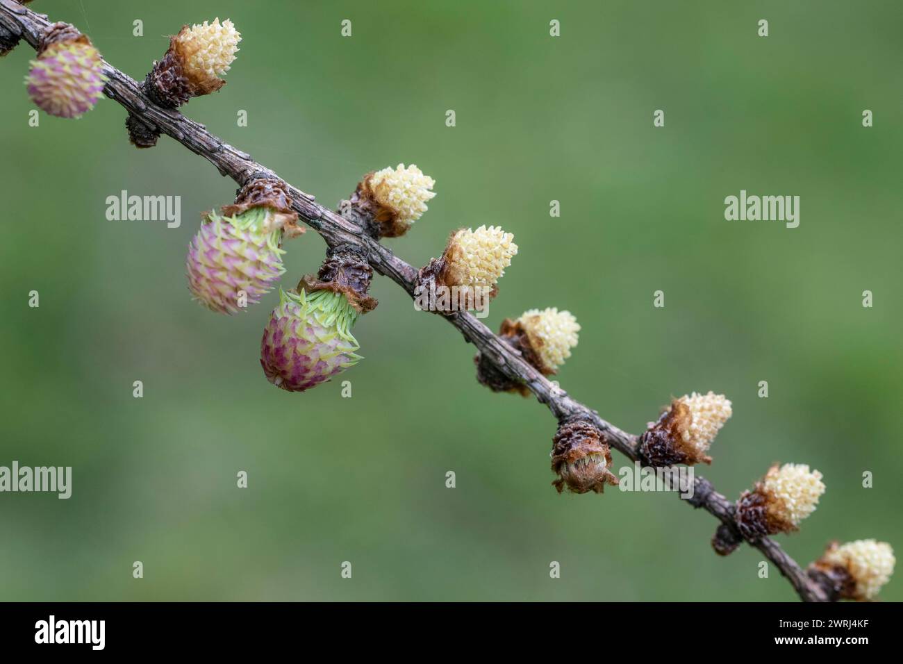 Male flowers european larch larix decidua hi-res stock photography and ...