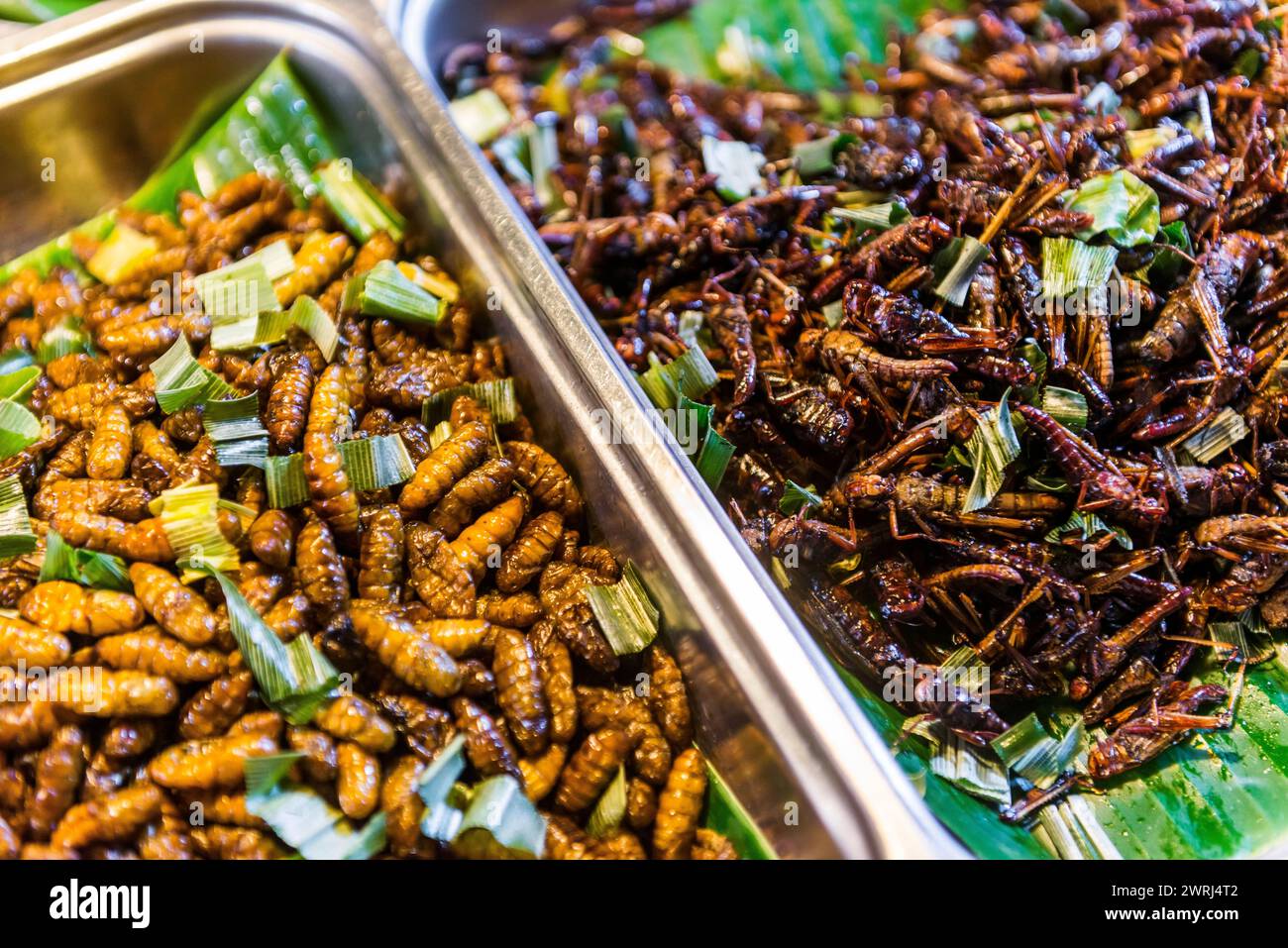 Roasted insects at the evening market, nutrition, food, health, food ...