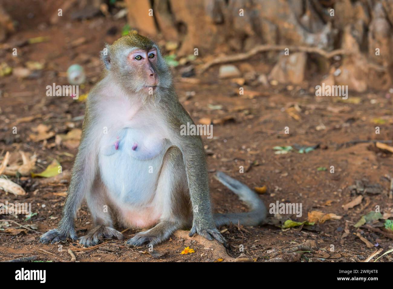 Monkey in Wat Sok Tham temple, macaque, mammal, gazing, gazing, wild ...