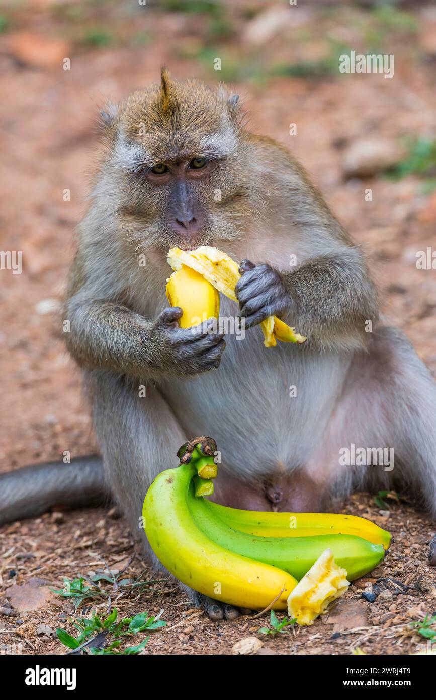 Monkey with banana in temple Wat Sok Tham, macaque, mammal, gazing ...