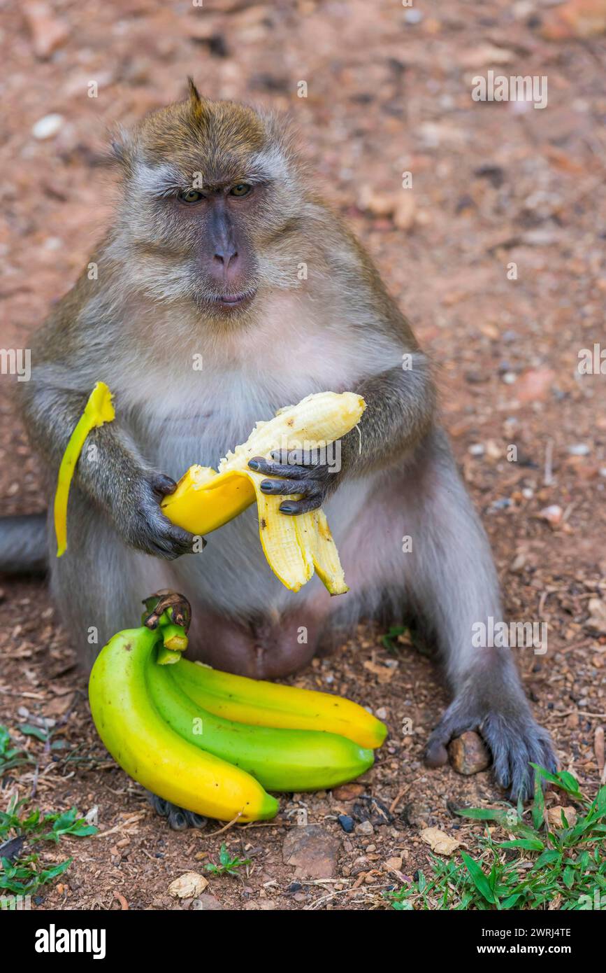 Monkey with banana in temple Wat Sok Tham, macaque, mammal, gazing ...