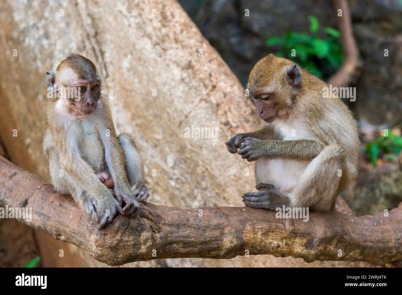 Monkey in Wat Sok Tham temple, macaque, mammal, gazing, gazing, wild ...