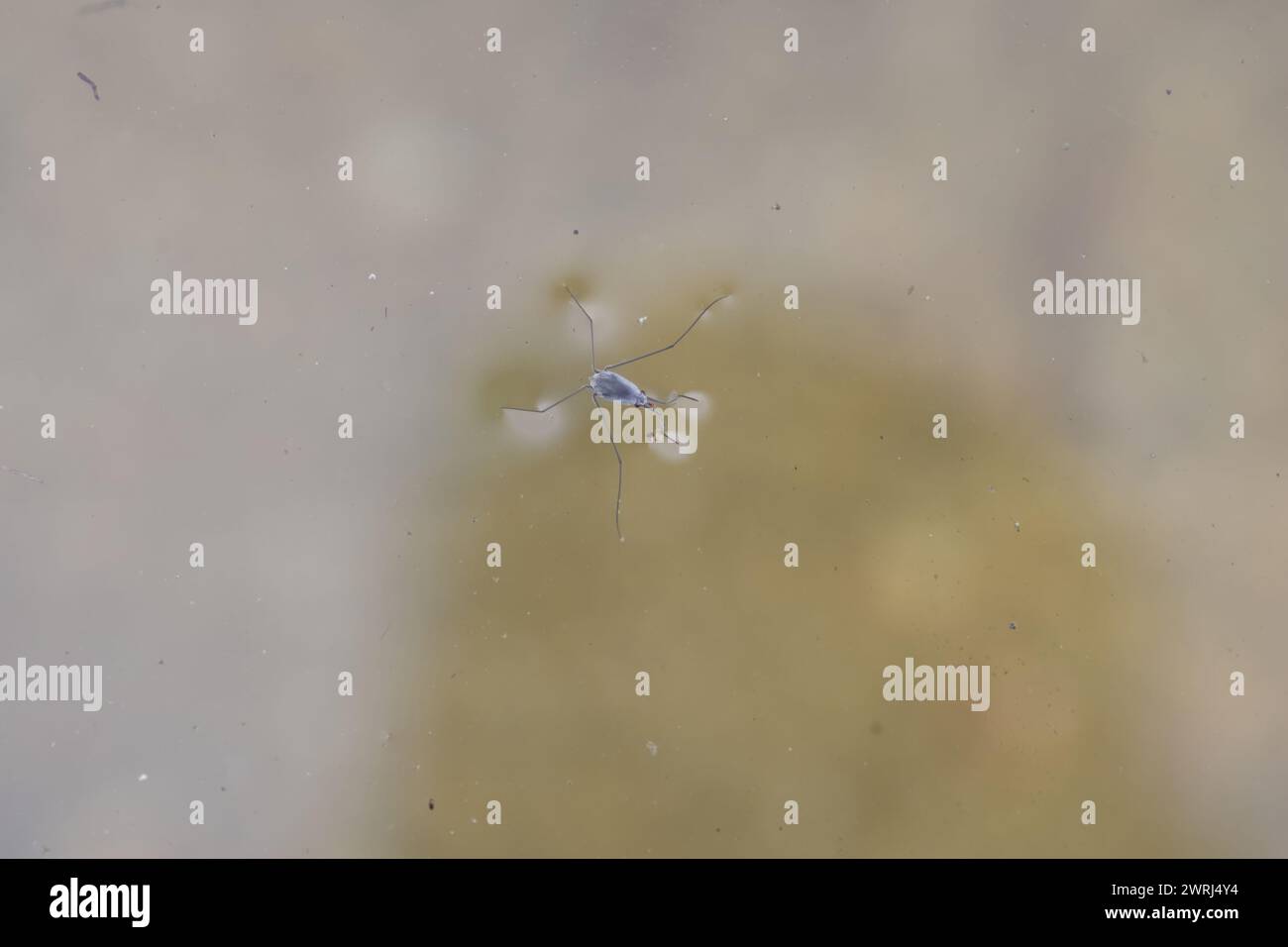 Halobates japonicus hi-res stock photography and images - Alamy