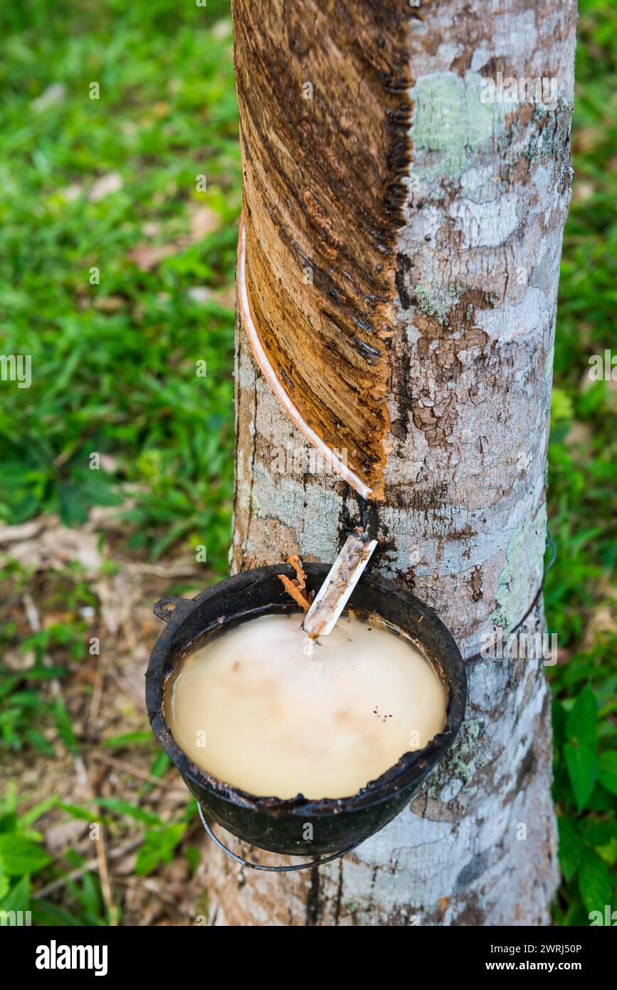 Rubber plantation, chewing gum, rubber tree, nature, plant, harvest ...