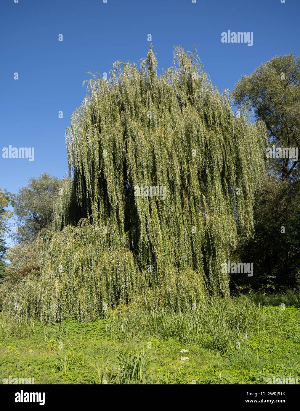 Weeping willow (Salix babylonica Stock Photo - Alamy