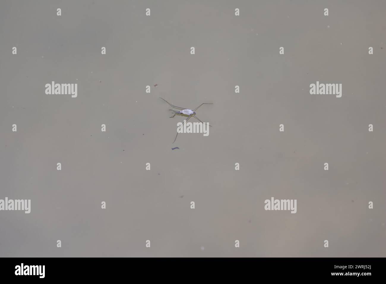 Halobates japonicus sea water strider in Japan Stock Photo - Alamy