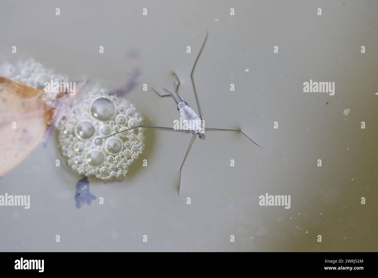 Halobates japonicus sea water strider in Japan Stock Photo - Alamy