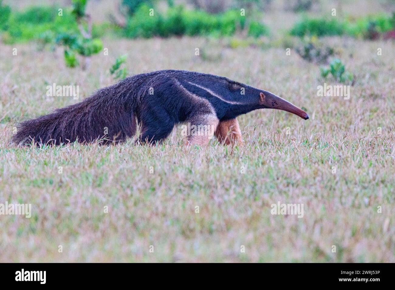 Giant anteater (Myrmecophaga tridactyla) Pantanal Brazil Stock Photo ...