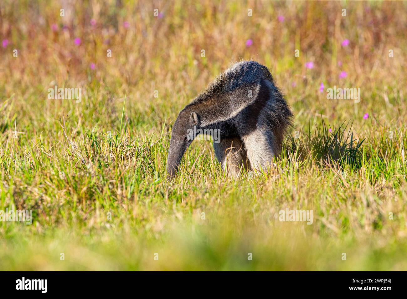 Giant anteater (Myrmecophaga tridactyla) Pantanal Brazil Stock Photo ...