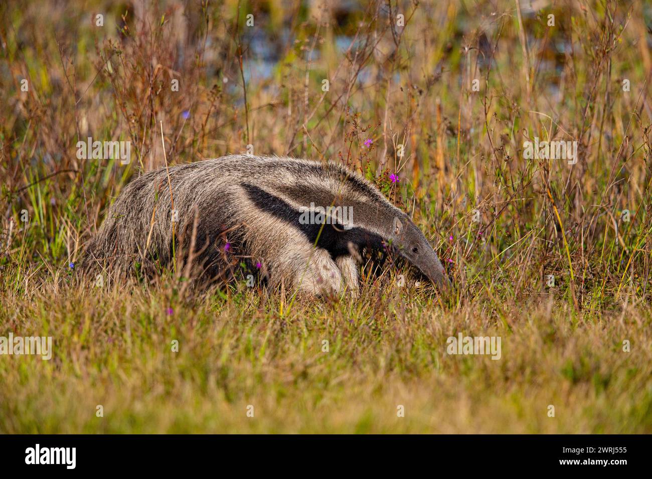 Giant anteater (Myrmecophaga tridactyla) Pantanal Brazil Stock Photo ...