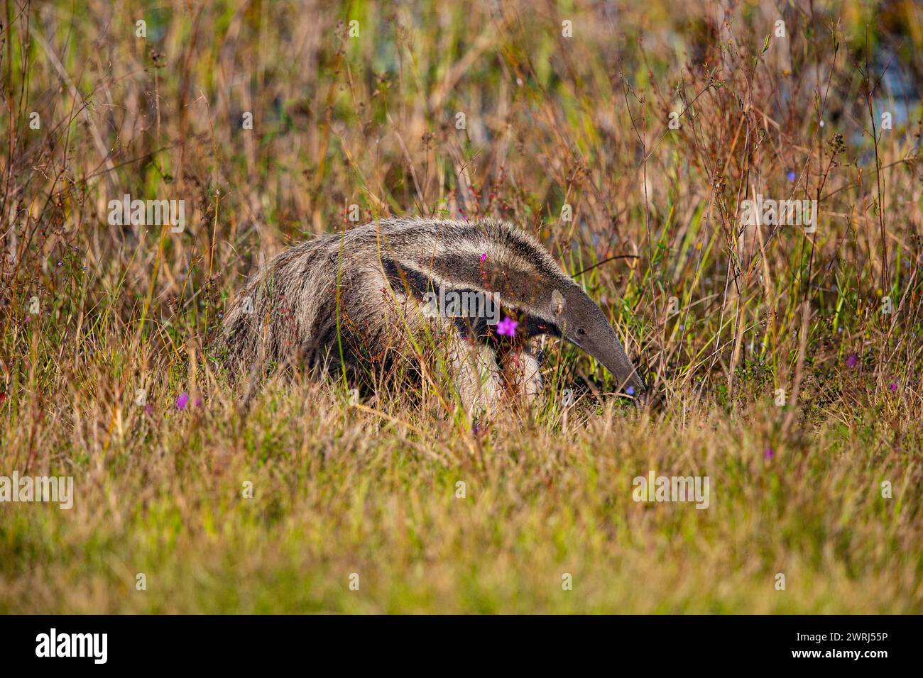 Giant anteater (Myrmecophaga tridactyla) Pantanal Brazil Stock Photo ...