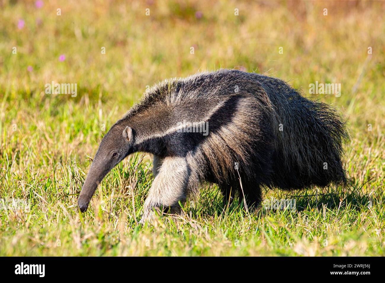 Giant anteater (Myrmecophaga tridactyla) Pantanal Brazil Stock Photo ...