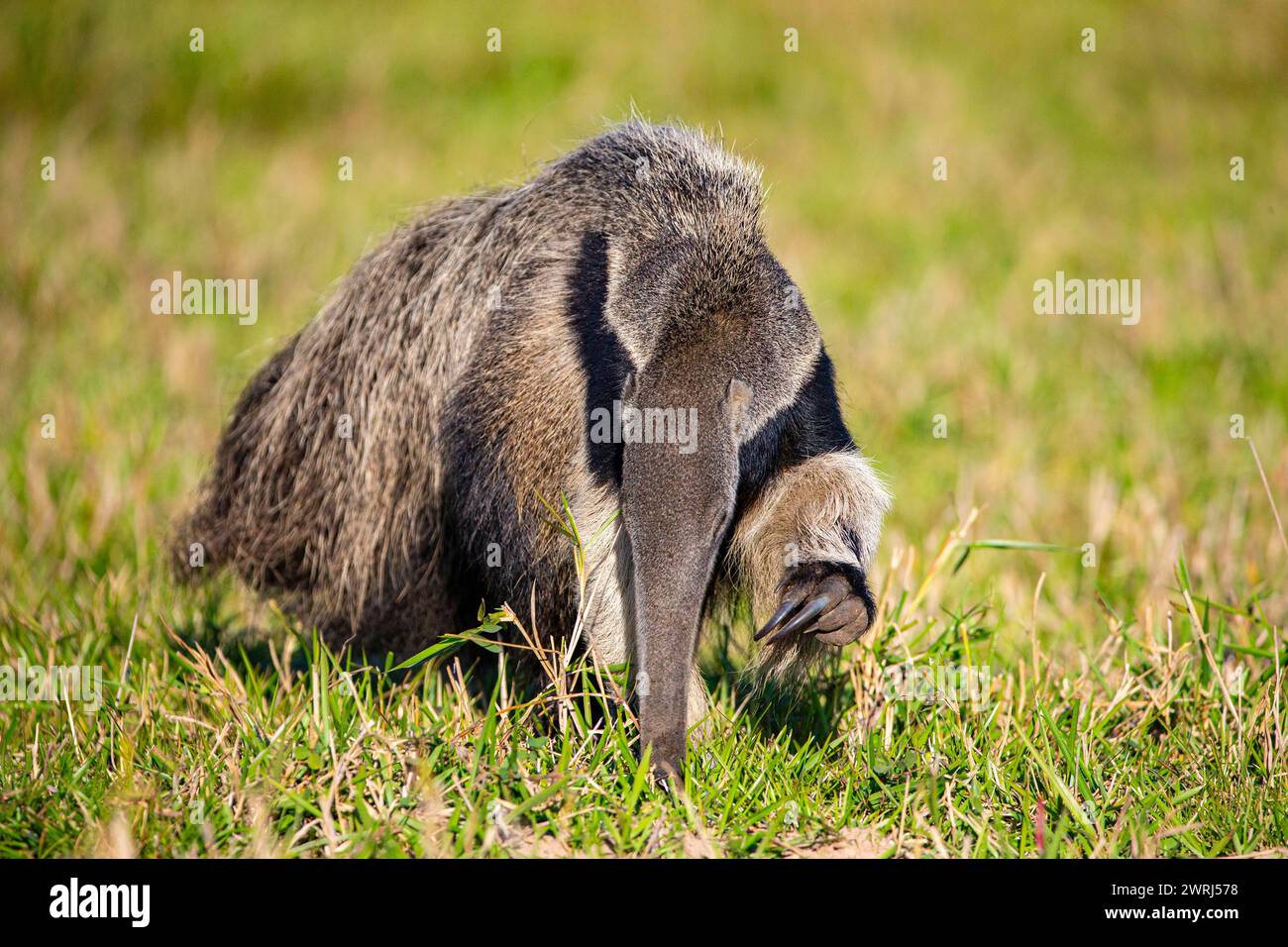 Giant anteater (Myrmecophaga tridactyla) Pantanal Brazil Stock Photo ...