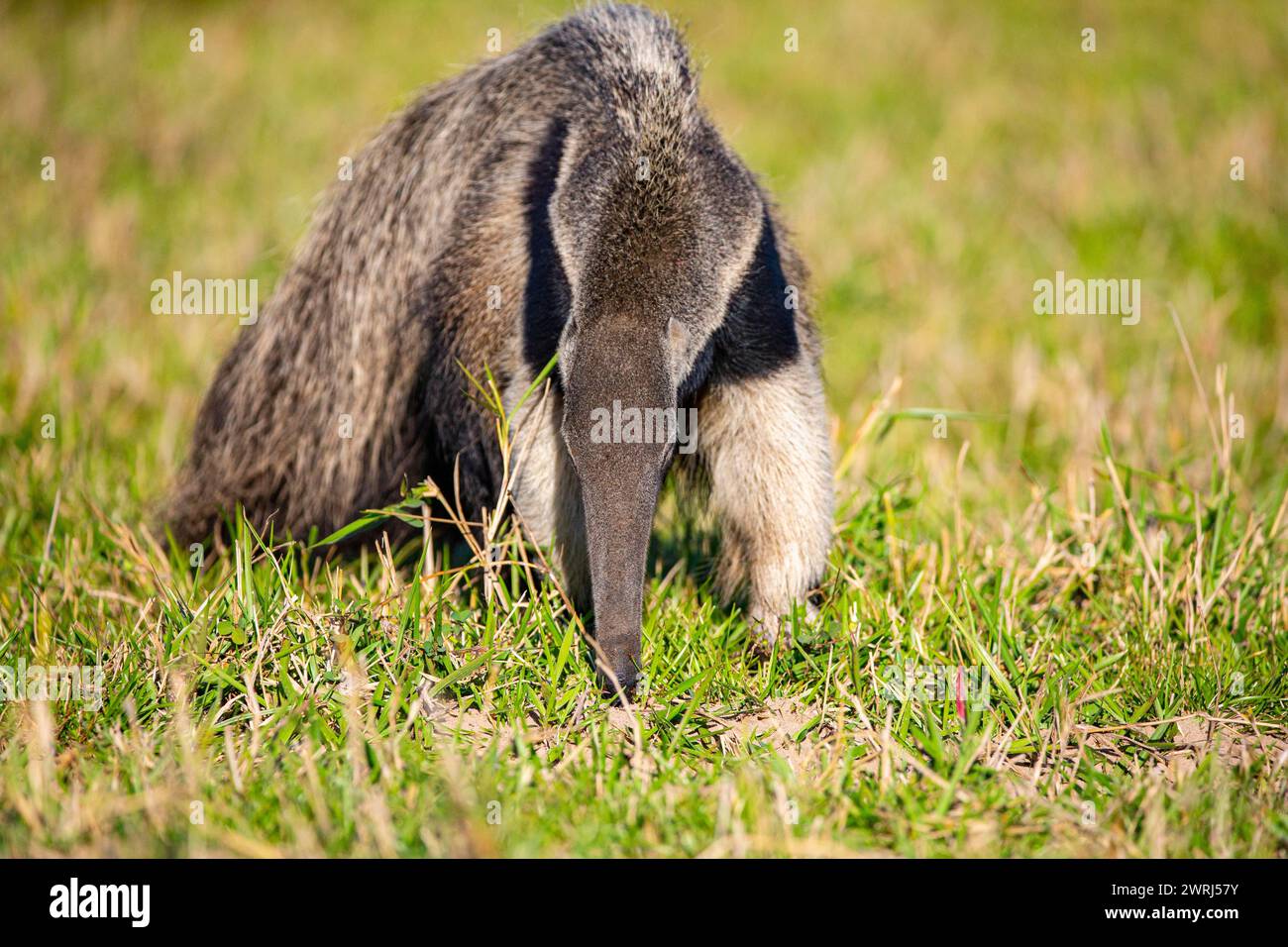 Giant anteater (Myrmecophaga tridactyla) Pantanal Brazil Stock Photo ...