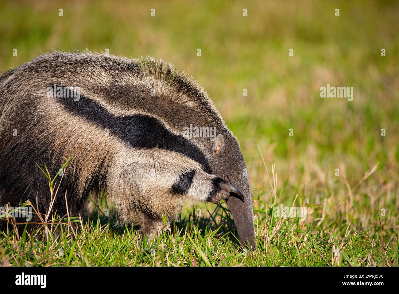 Giant anteater (Myrmecophaga tridactyla) Pantanal Brazil Stock Photo ...
