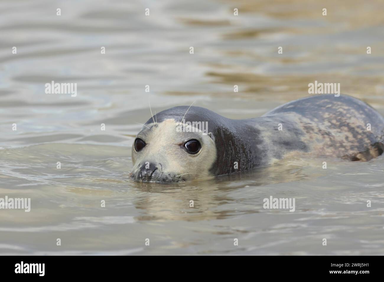 Common seal (Phoca vitulina) adult animal swimming in the sea, Norfolk ...